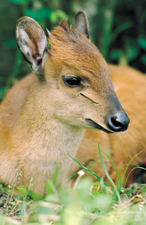 Epic's Interactive Blog: Rarely seen creatures of Africa - The Suni ...