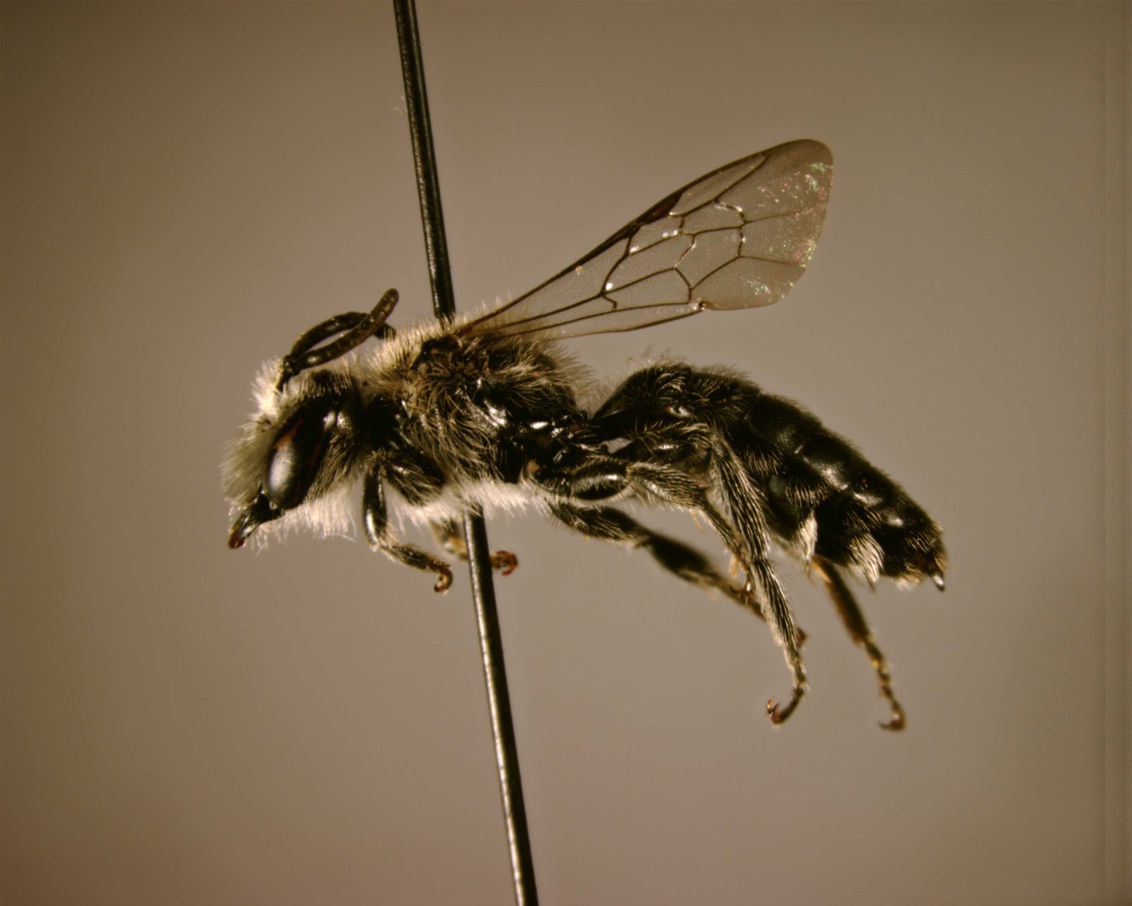 Abejas de Argentina: Colletidae