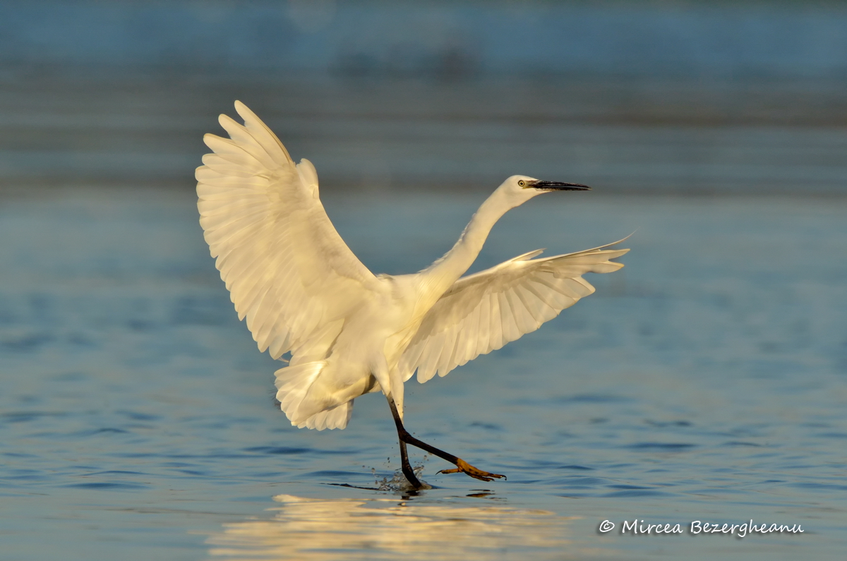 Dans alb - Egrete pe apa