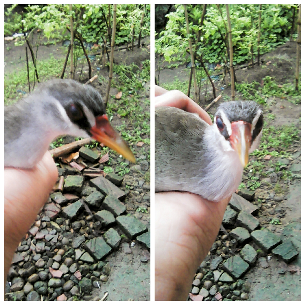 96 Jenis Burung Di Sawah Padi