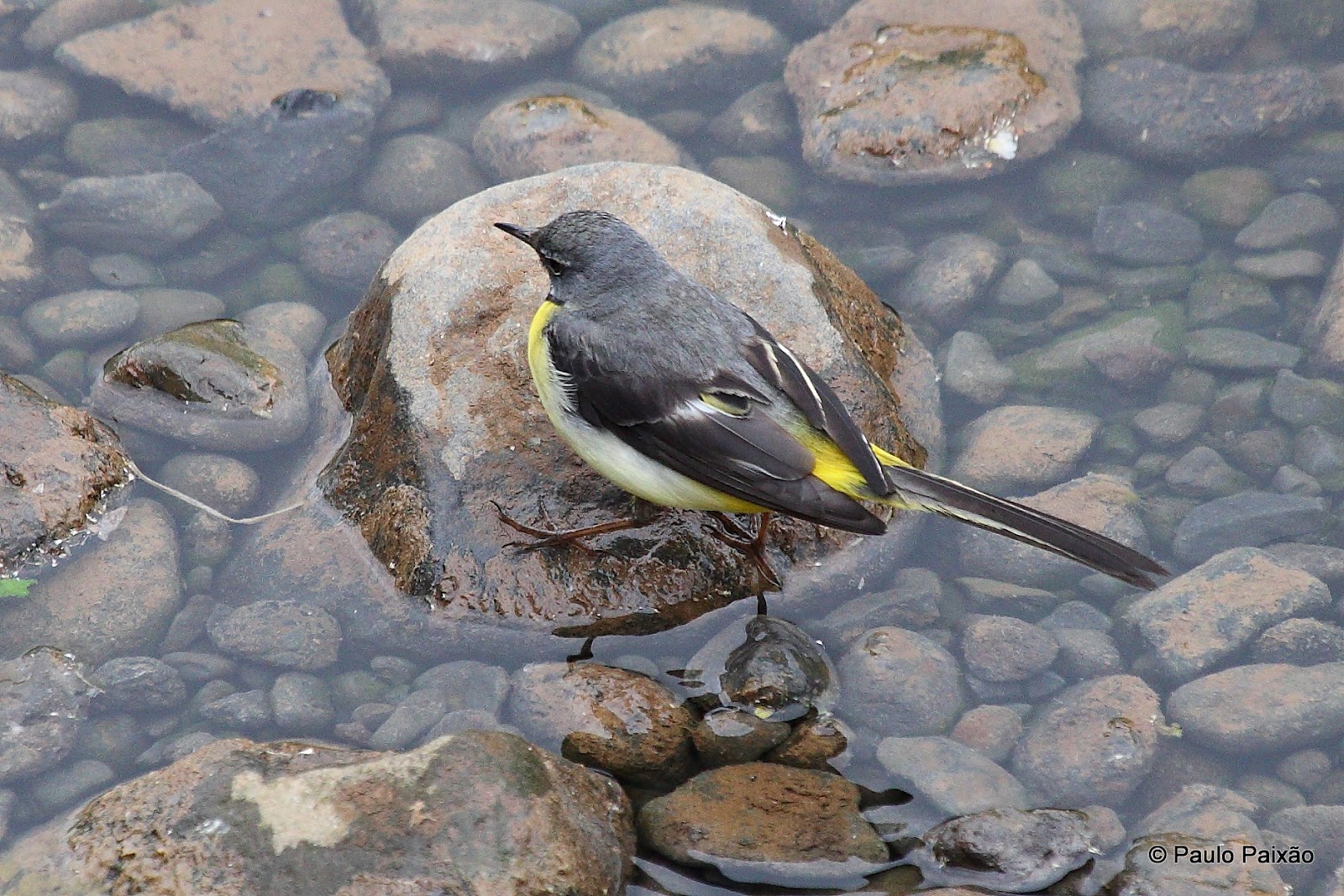 Passarada: Motacilla cinerea schmitzi