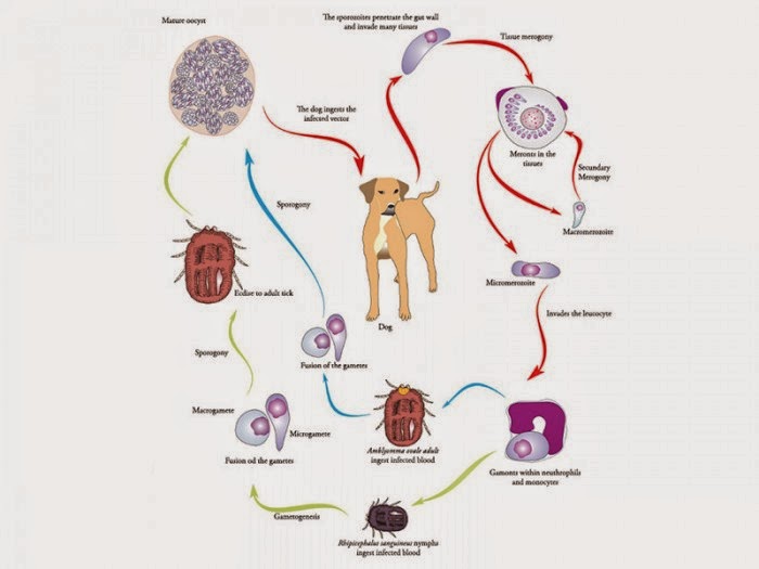 ΥΓΕΙΑ ΣΚΥΛΟΥ: Ερλιχίωση (Εhrlichiosis-Ehrlichia canis)