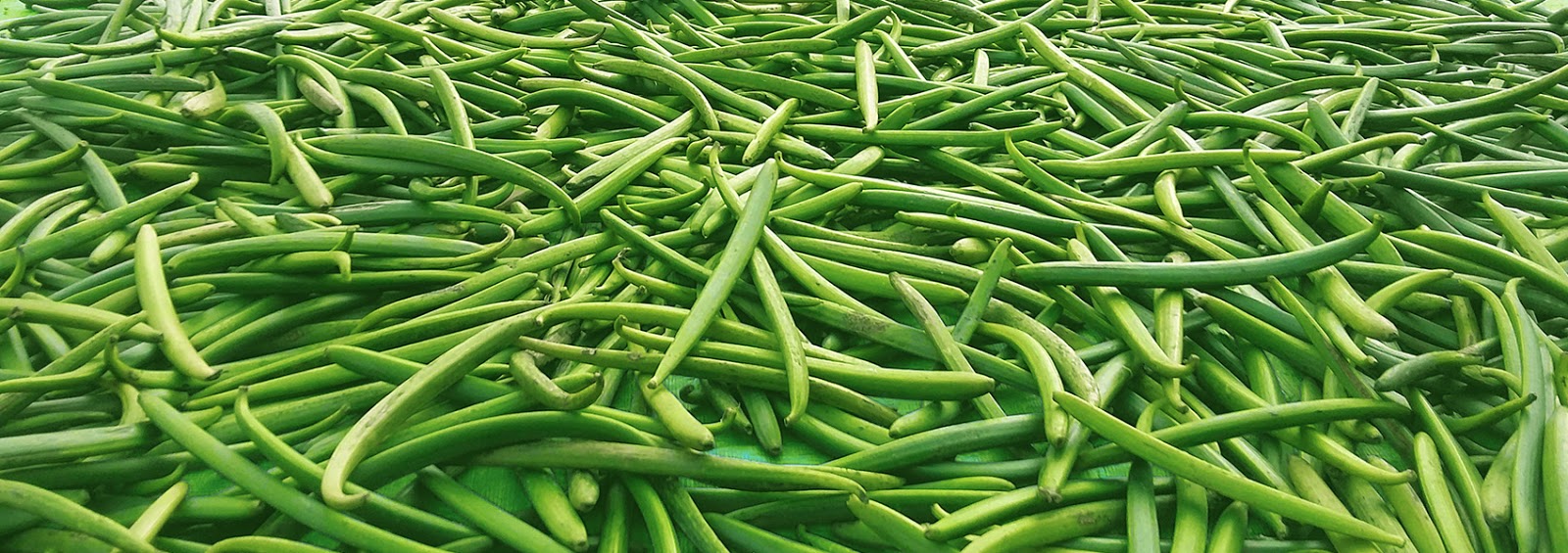 Expovan | Indian Vanilla Initiative: Vanilla Cultivation in India ...