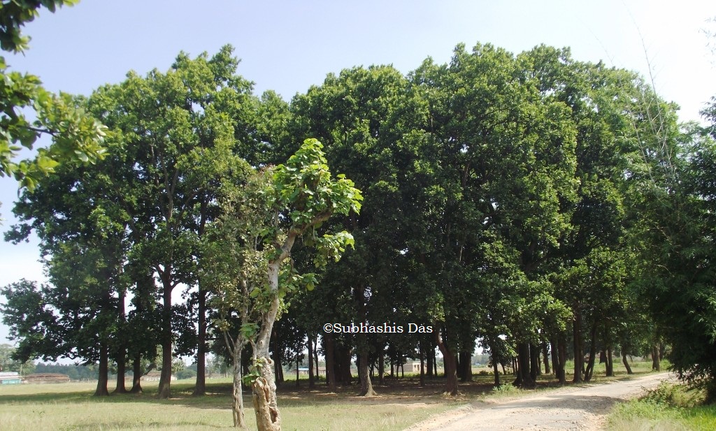 Sacred Groves of Jharkhand