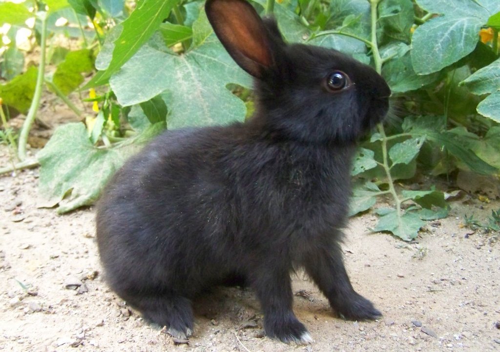 beauty of animal amami rabbit the amami rabbit pentalagus furnessi ...