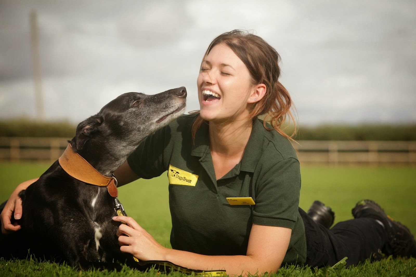 "Jed" el perro que fue rechazado por 17 000 adoptantes es declarado "el ...