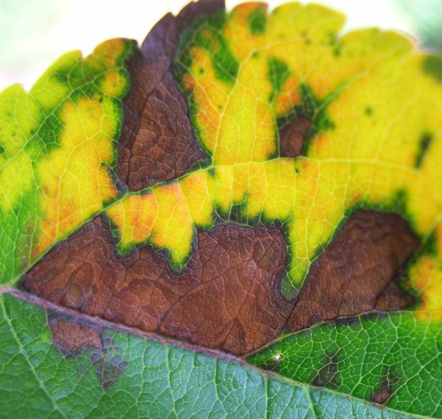 Tree Fruit Disease Update: Glomerella leaf spot- New to Frederick County