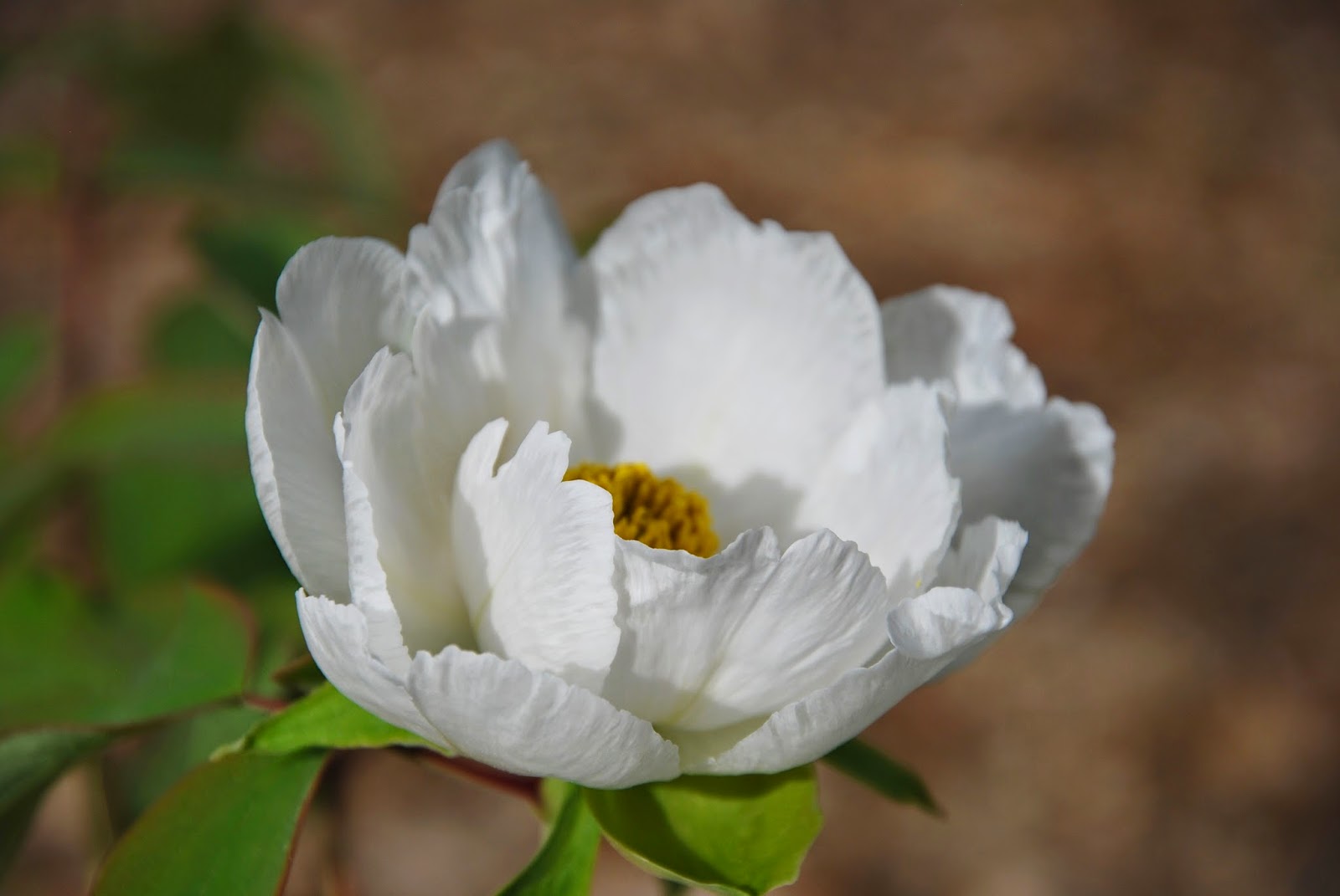 Southern Peony: 2015 Peony Blooms Week 1 - Very Early