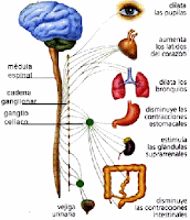 El Cerebro de Niños y Adolescentes: El Sistema Nervioso Simpático