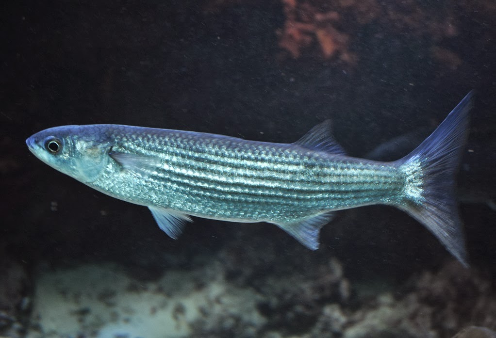ZOOTOGRAFIANDO (6.100 ANIMALS): MÚJOL / FLATHEAD GREY MULLET (Mugil ...
