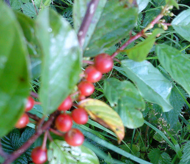 High Altitude introductions: Berry Bearing Alder