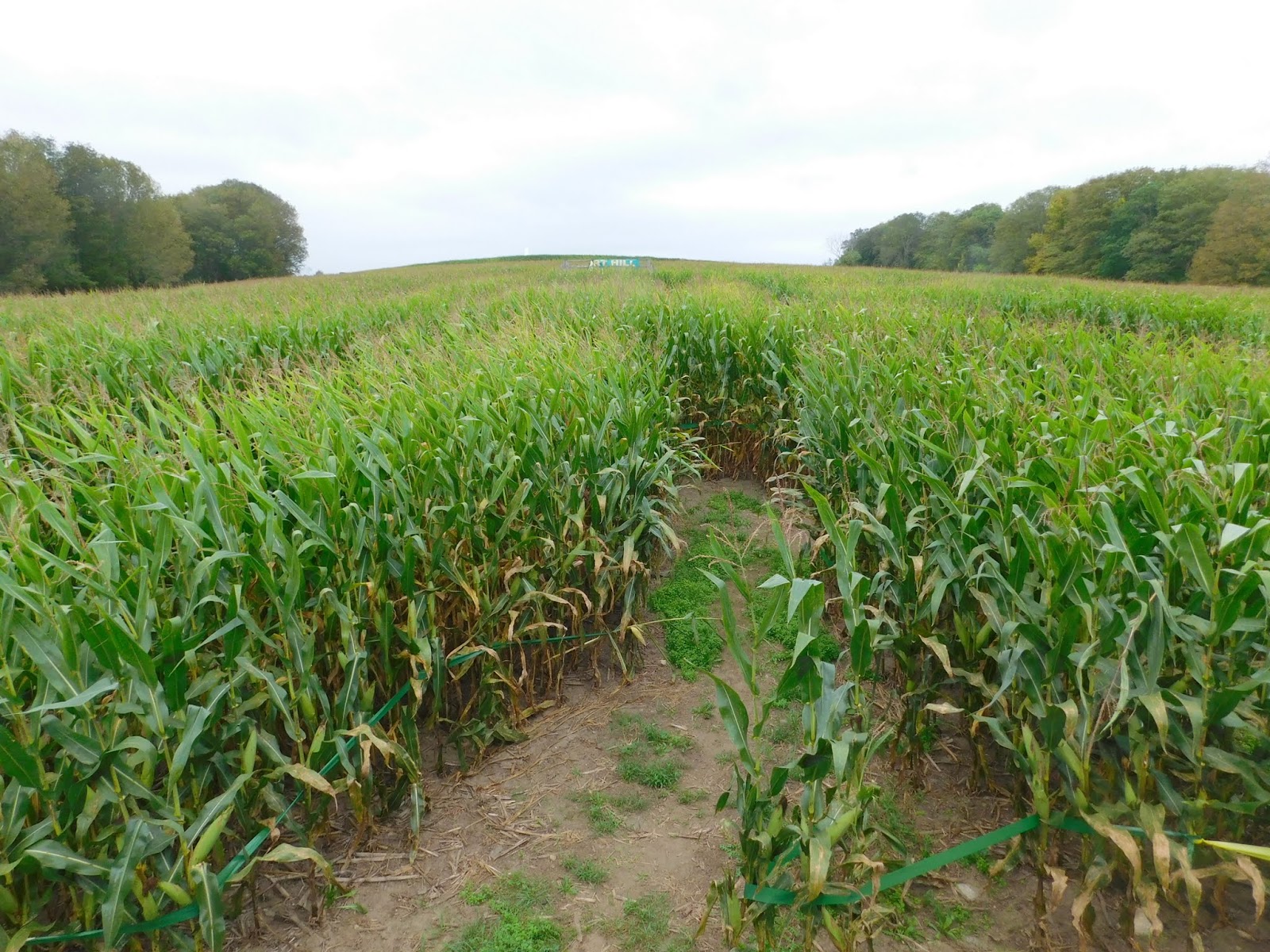 100 Days of Science-- #5 Corn Maze Field Trip