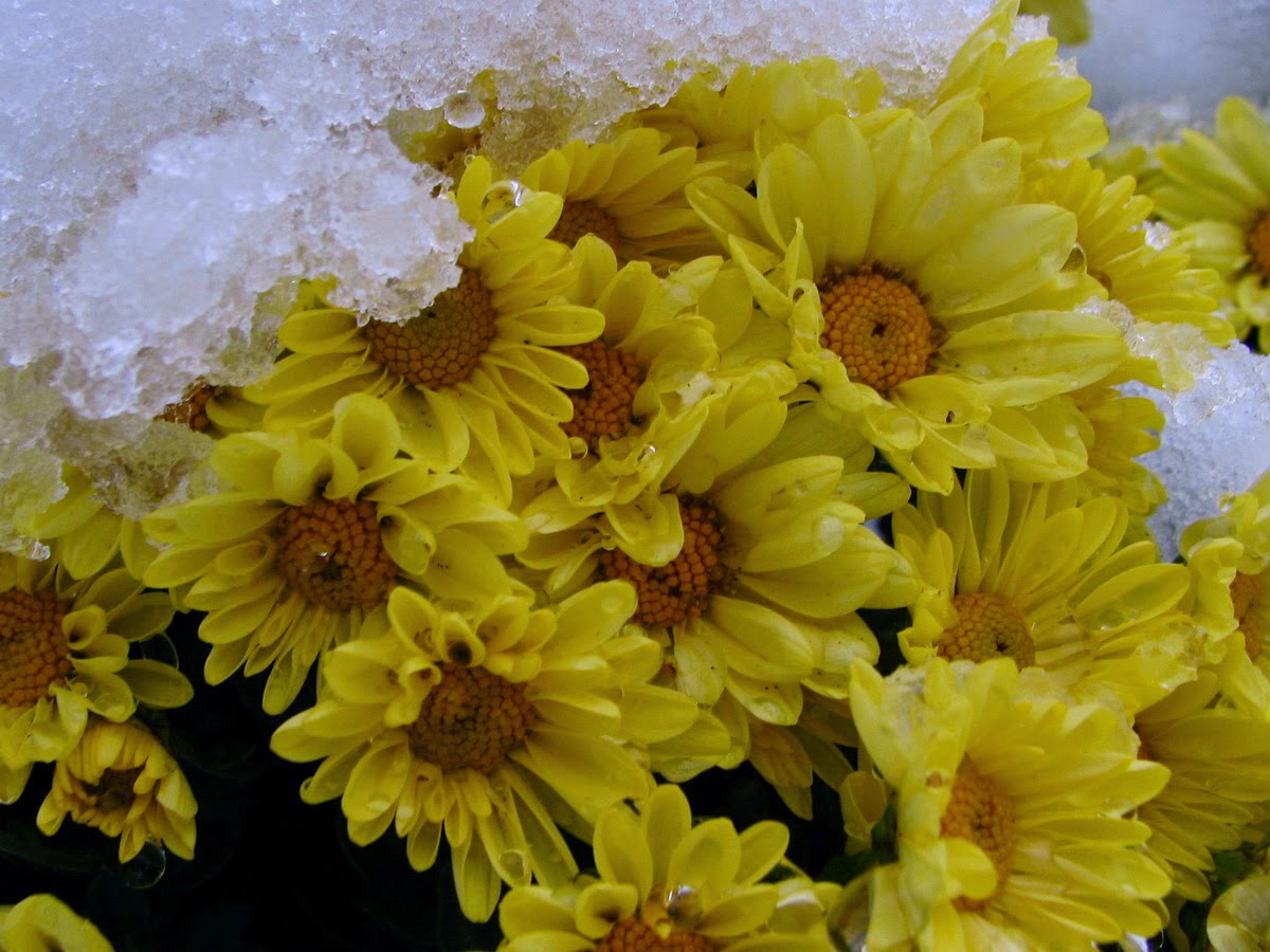 LA MULTI ANI, ROMANIA!: Crizanteme galbene