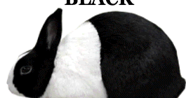 Ciri khusus pada kelinci Dutch agar tidak tertipu saat membelinya ...