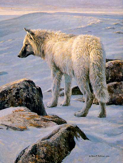White Wolf : Robert Bateman : Well known and talented Canadian Wildlife ...