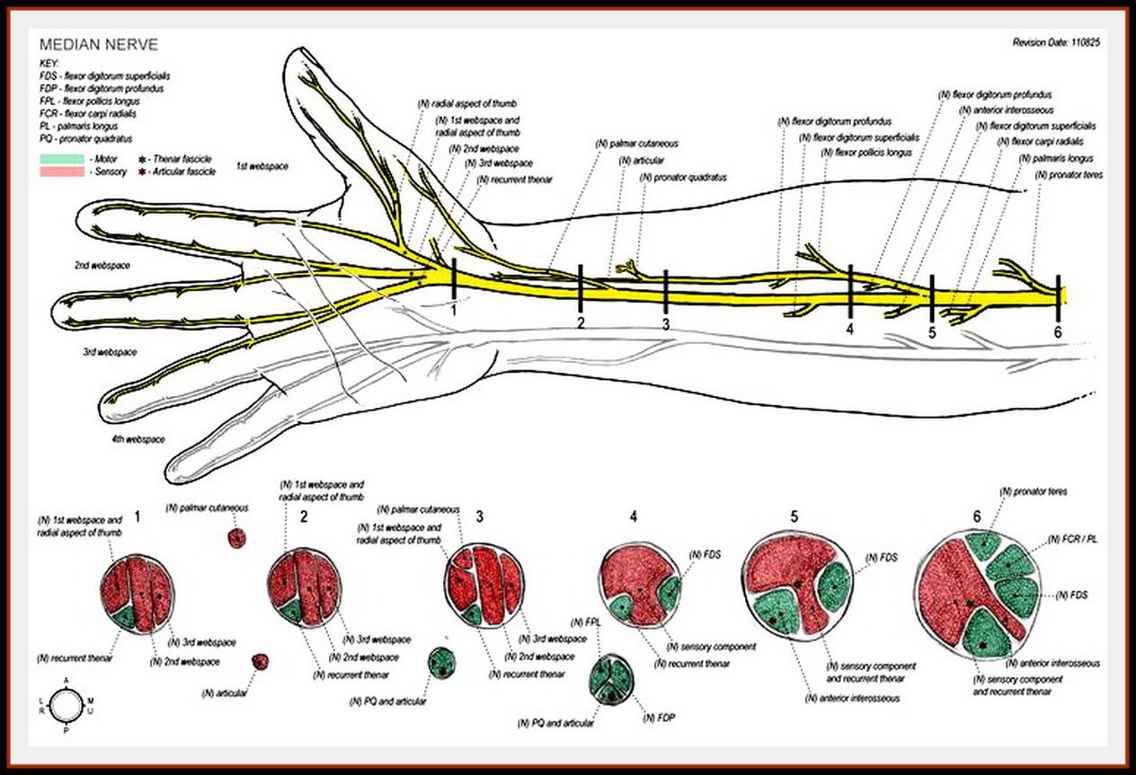 truthlady3: Dermatomes Dermal Segmentation