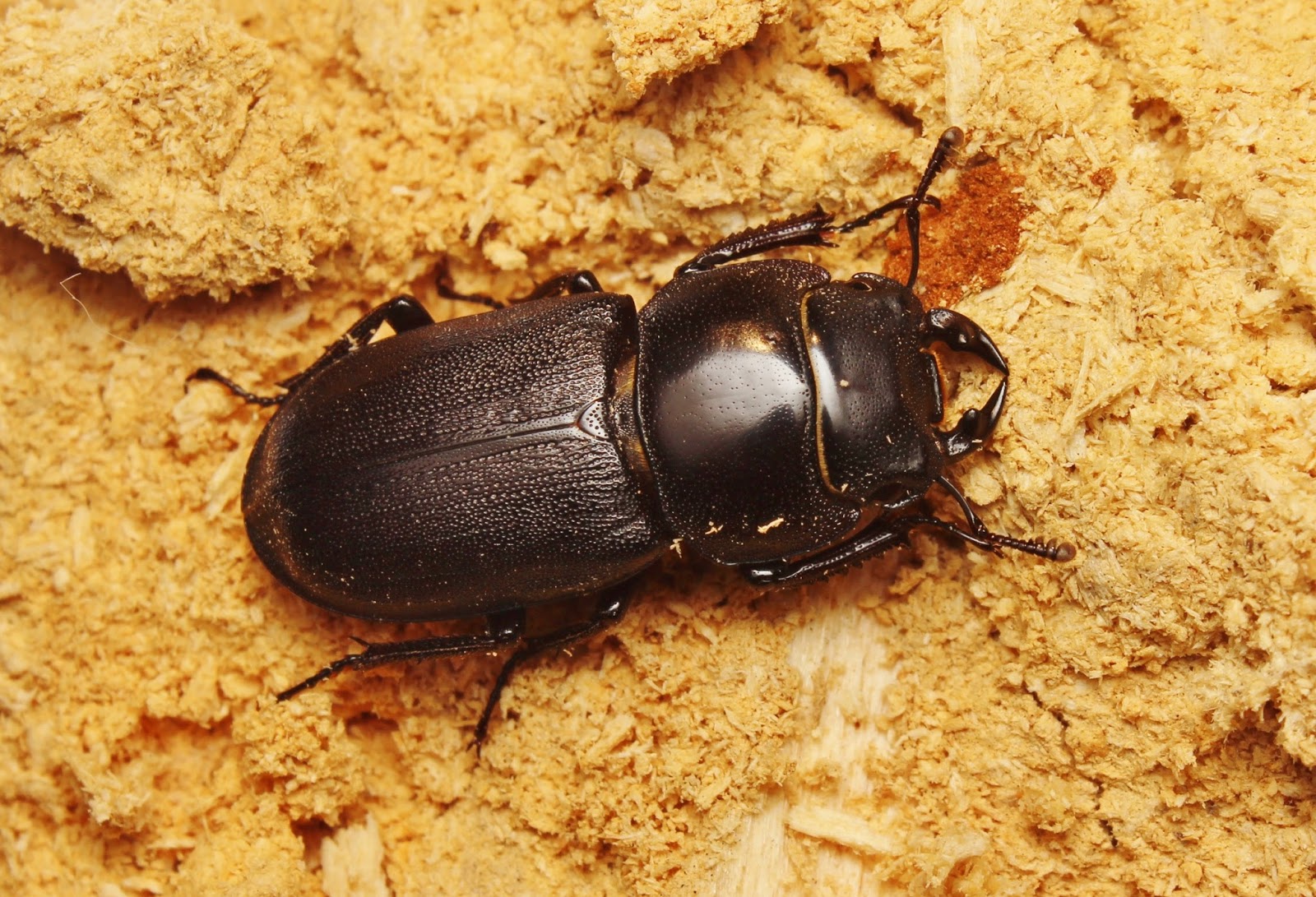 Biodiversity of Cyprus by NGO Protection of the Natural Heritage and ...