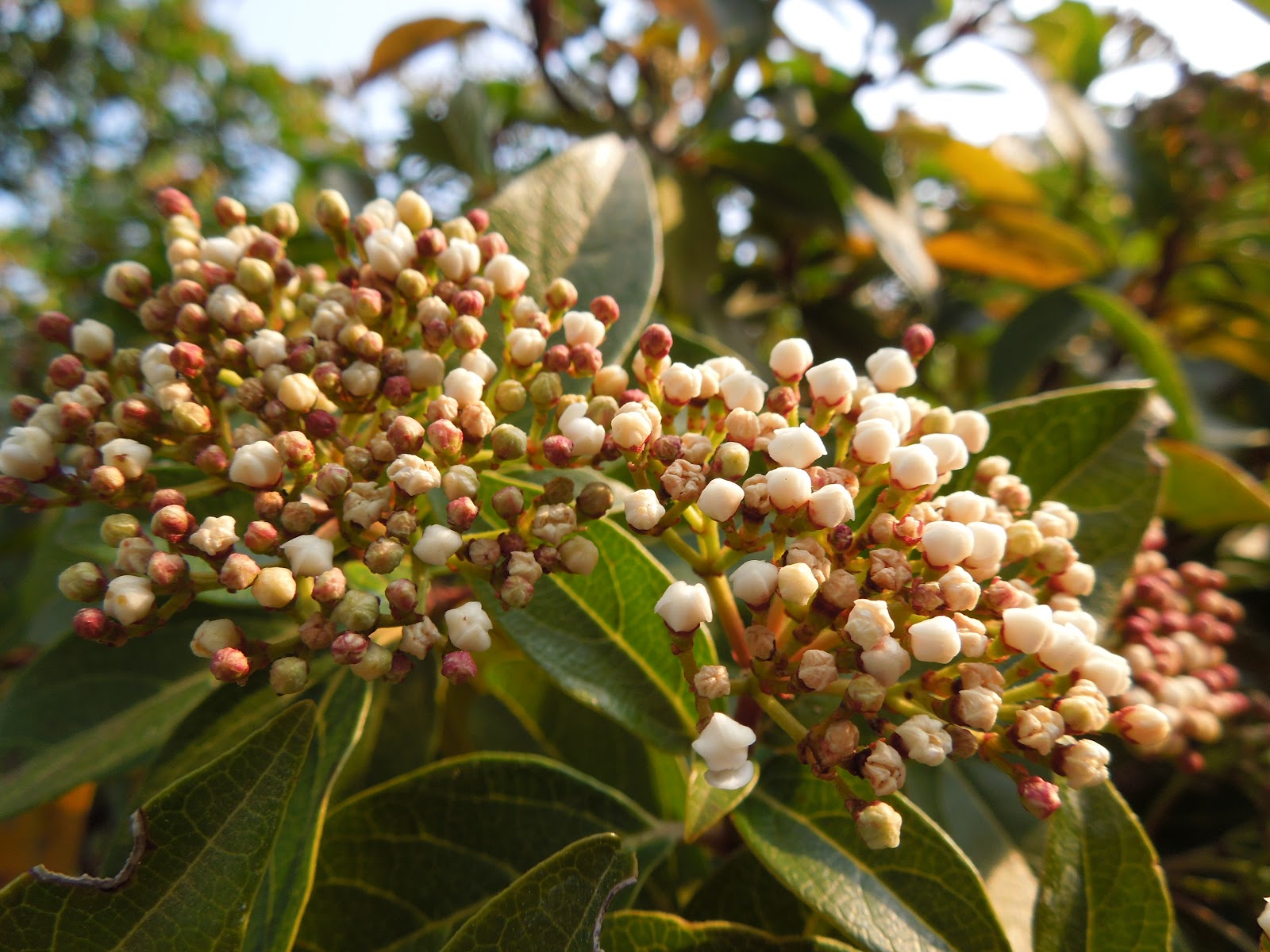 DURILLO en flor - BOTÀNIC SERRAT