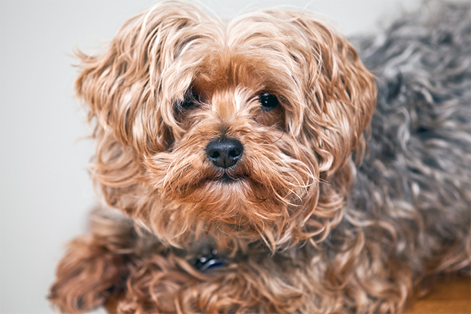 Everything about your Yorkipoo - Luv My Dogs