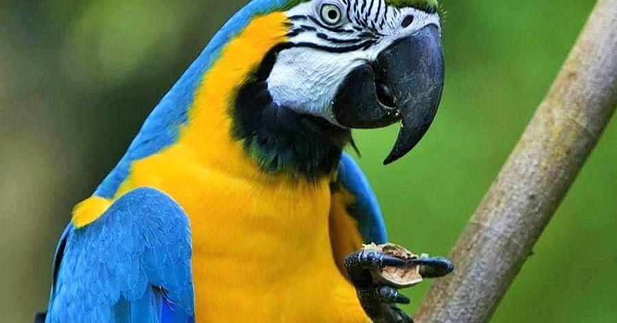 CUENTOS E HISTORIAS DE LA SELVA: EL LENGUAJE VIVARACHO DE LA SELVA (6)