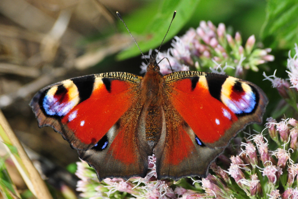 WAVENEY WANDERINGS: A SELECTION OF BUTTERFLIES AT SWT NORTH COVE