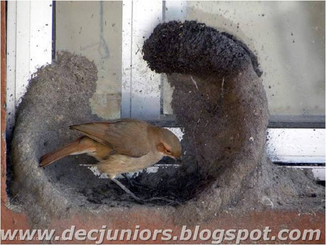 Cosas para compartir: El Hornero: construyendo su nido