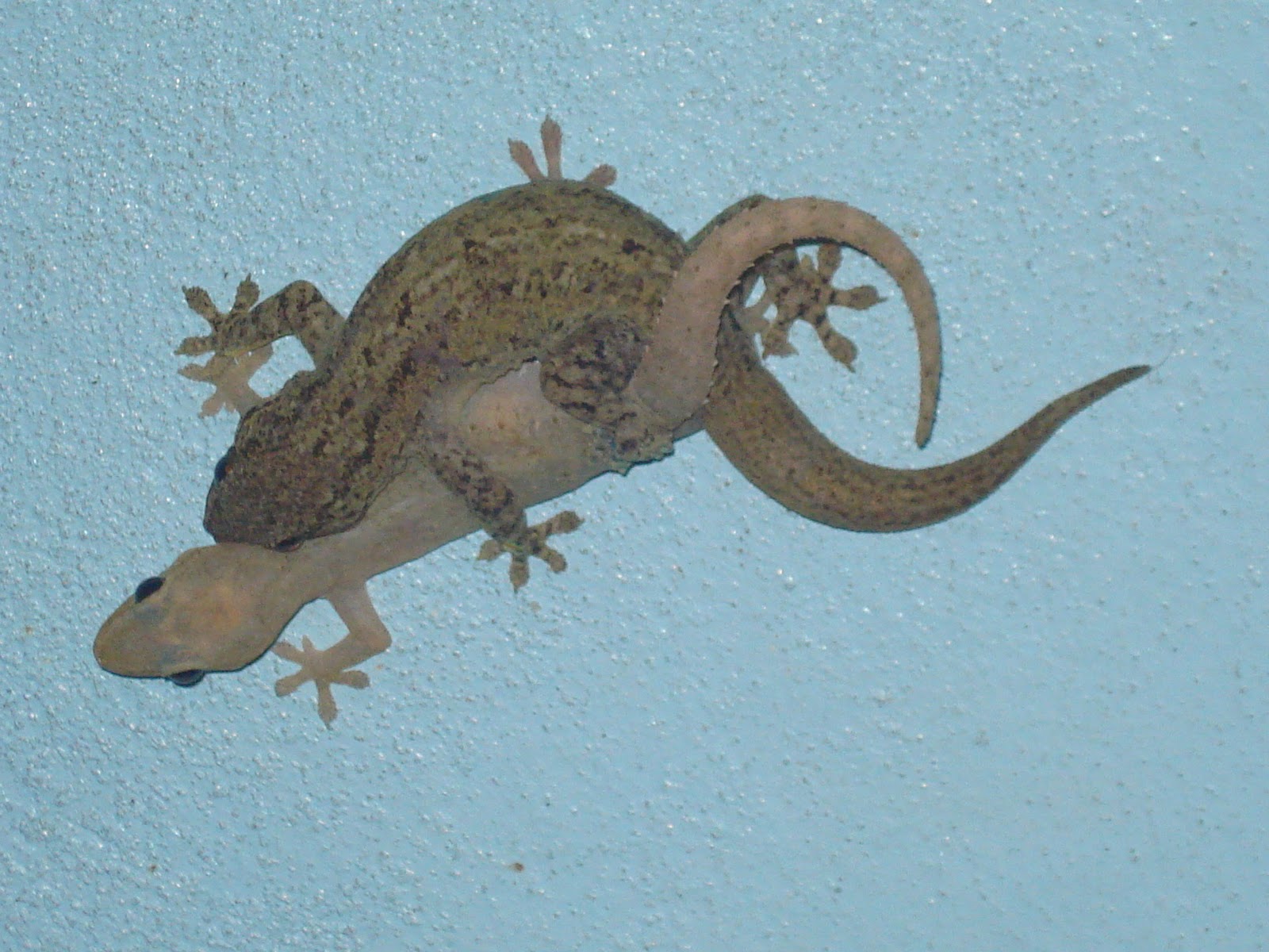 Laguna de Apoyo, Nicaragua: Gecko whoopee