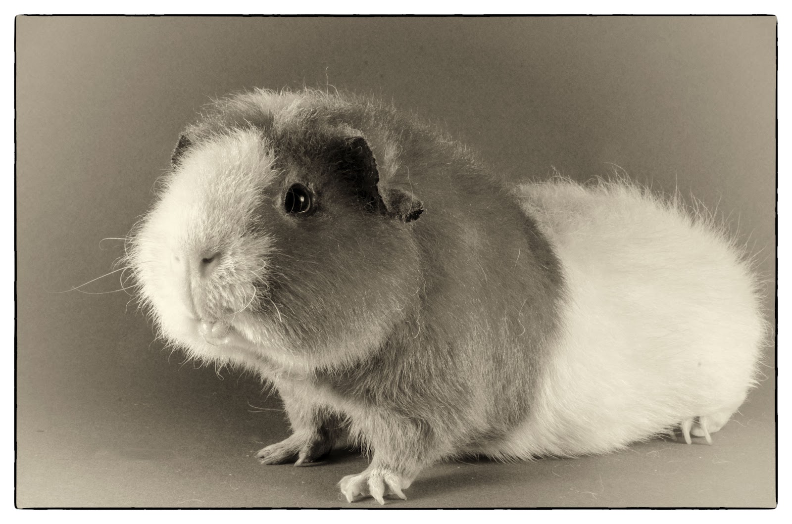 cobais del Rentonar: Características Raza Us Teddy