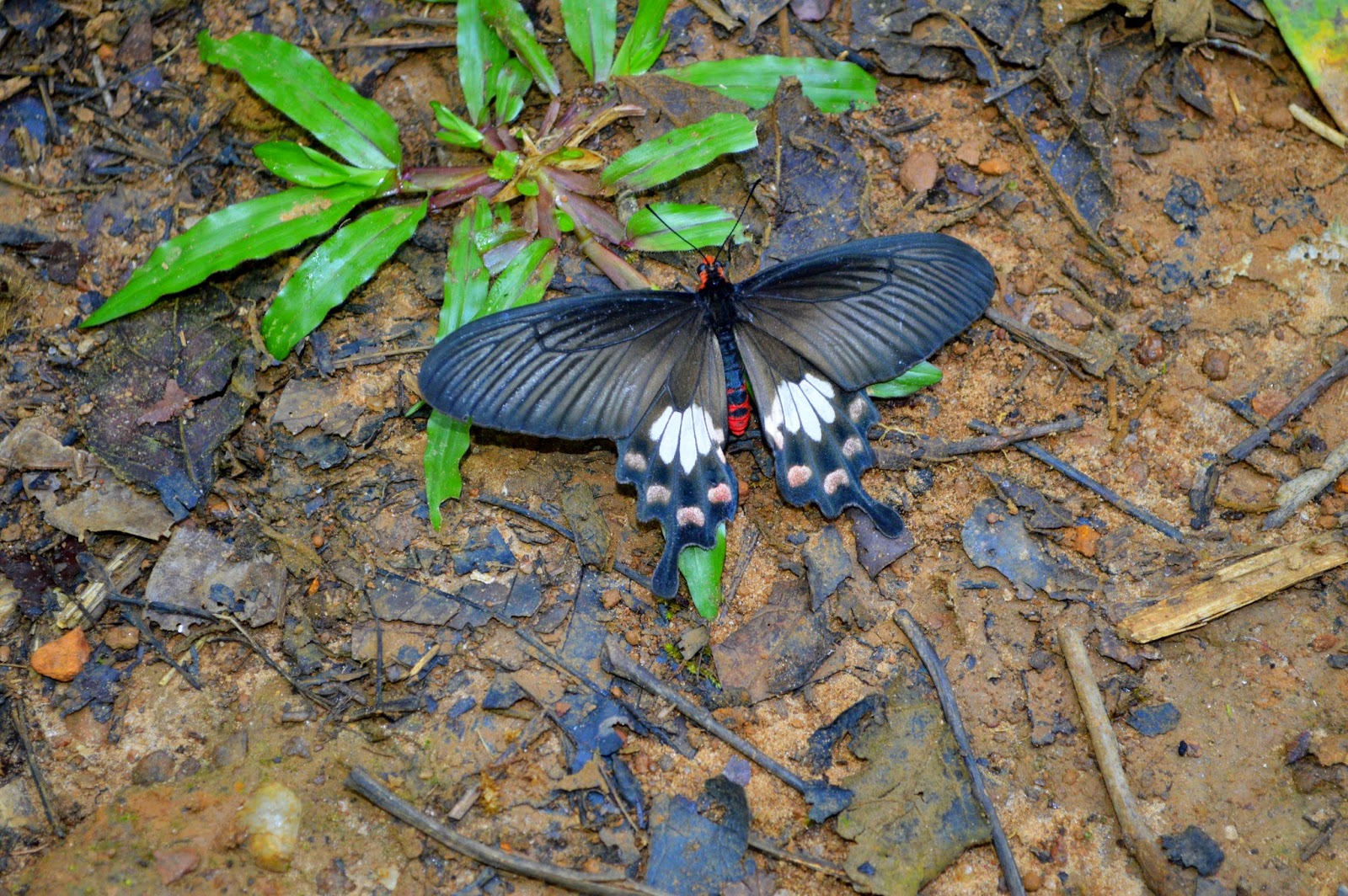 Agumbe- Capital of King Cobra & Sringeri