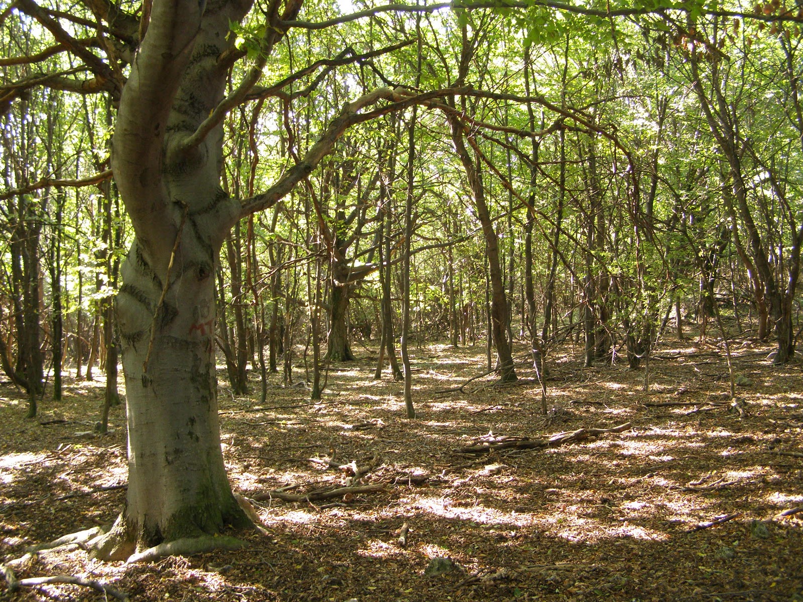 Society for Conservation Biology Europe Section: Wood-pastures in ...