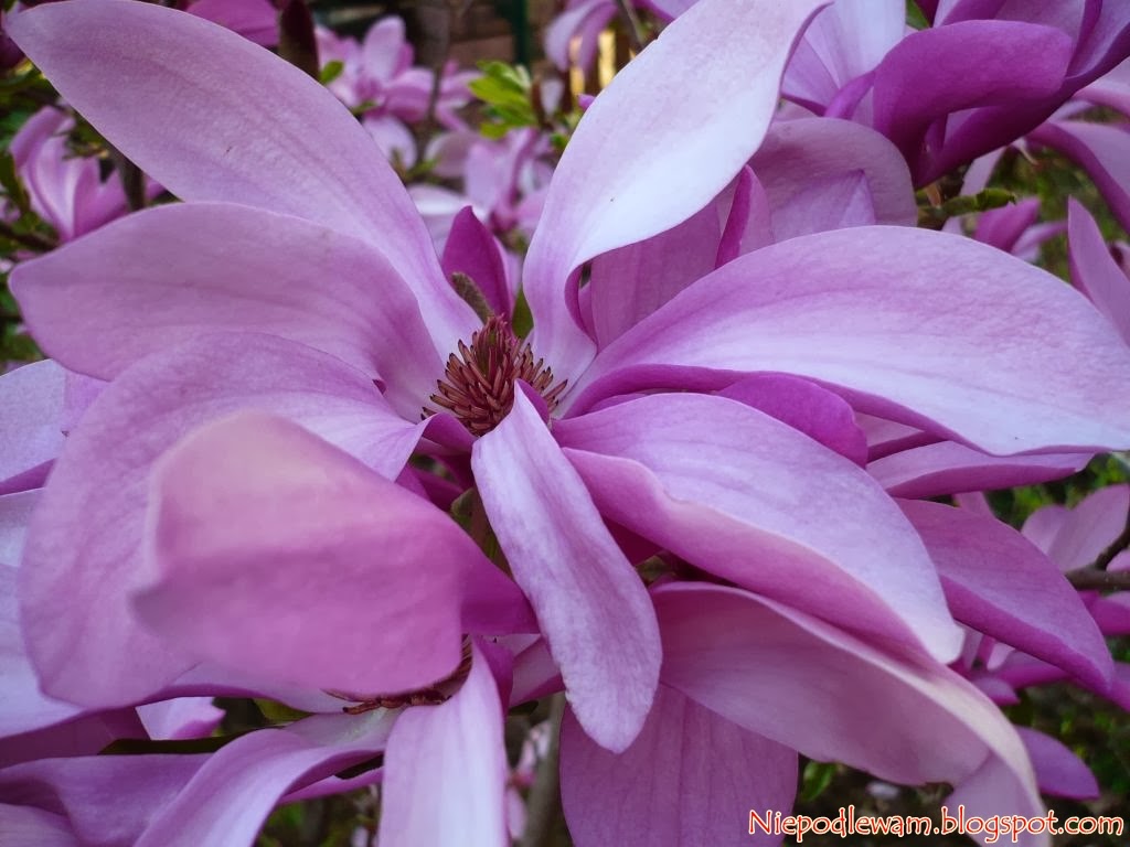 niepodlewam: Szyszki na magnolii