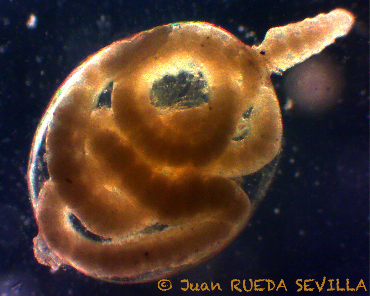 Macroinvertebrados acuáticos: En el Parque natural de l'Albufera (Al ...