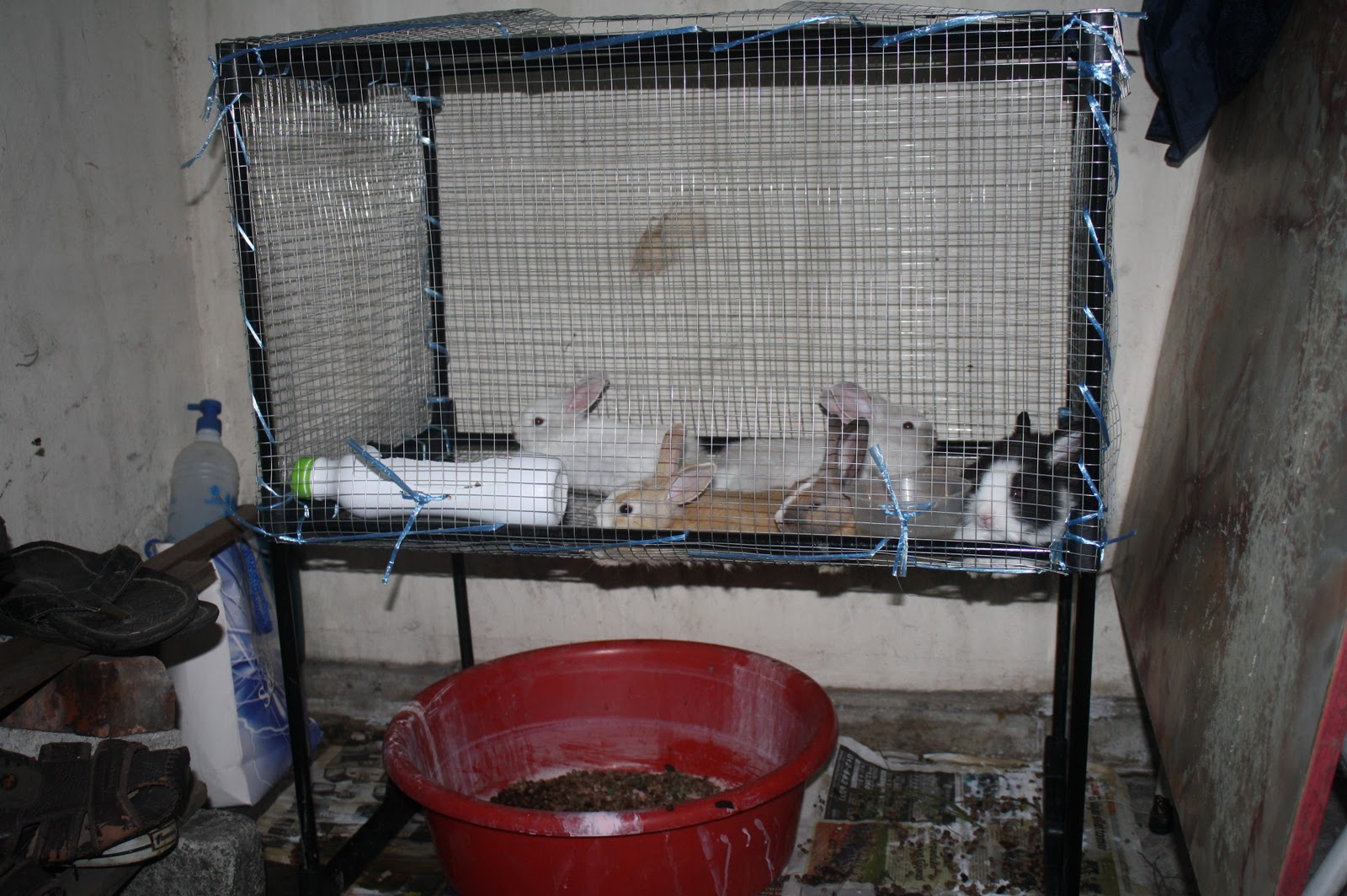 Welcome to Arby Enterprise: Diari Arnabi 3 (Pembikinan Kandang ARNAB)