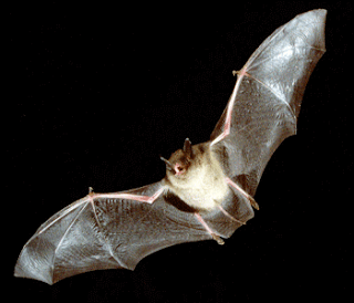 Bat, A Great Night Animals | Animal Lestari | All about Animals
