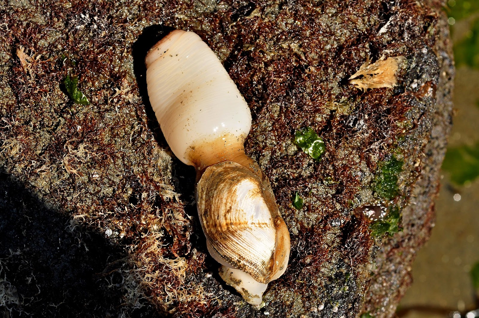 Buzz's Marine Life of Puget Sound: May 27, 2013