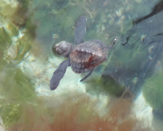 Cob and Oma: 25th July 2012 – Port Hedland.