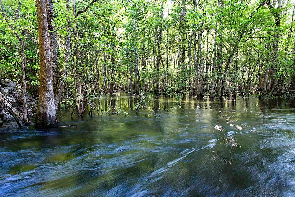 Bob's Photos: Wakulla's wondrous water world
