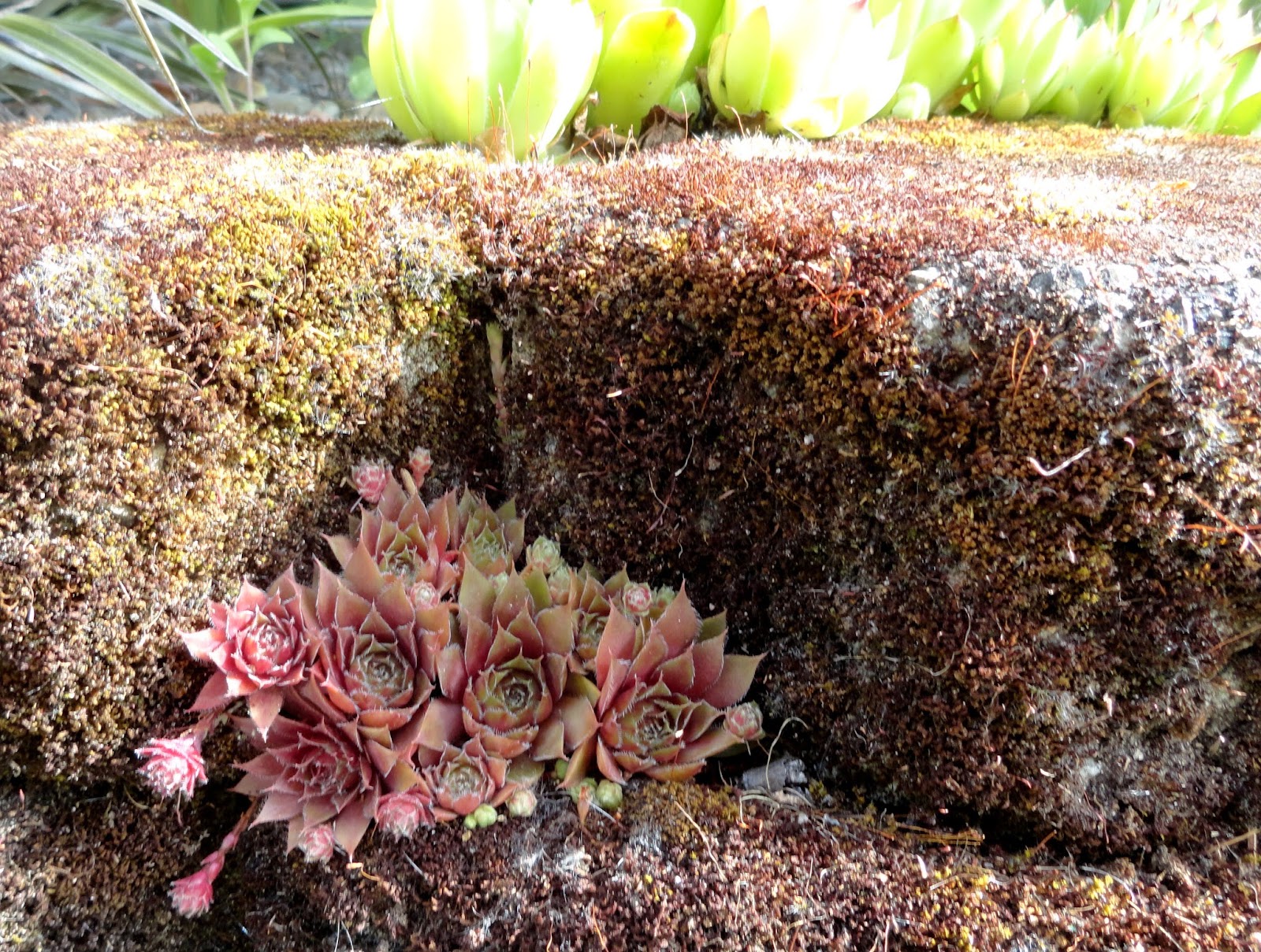 danger garden: Sempervivum 'Red Rubin' is my favorite plant in the ...