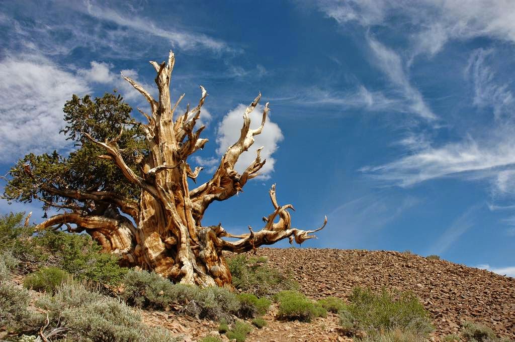 The Bristlecone Pine: Twisted Contortions of the Ancients ~ Kuriositas