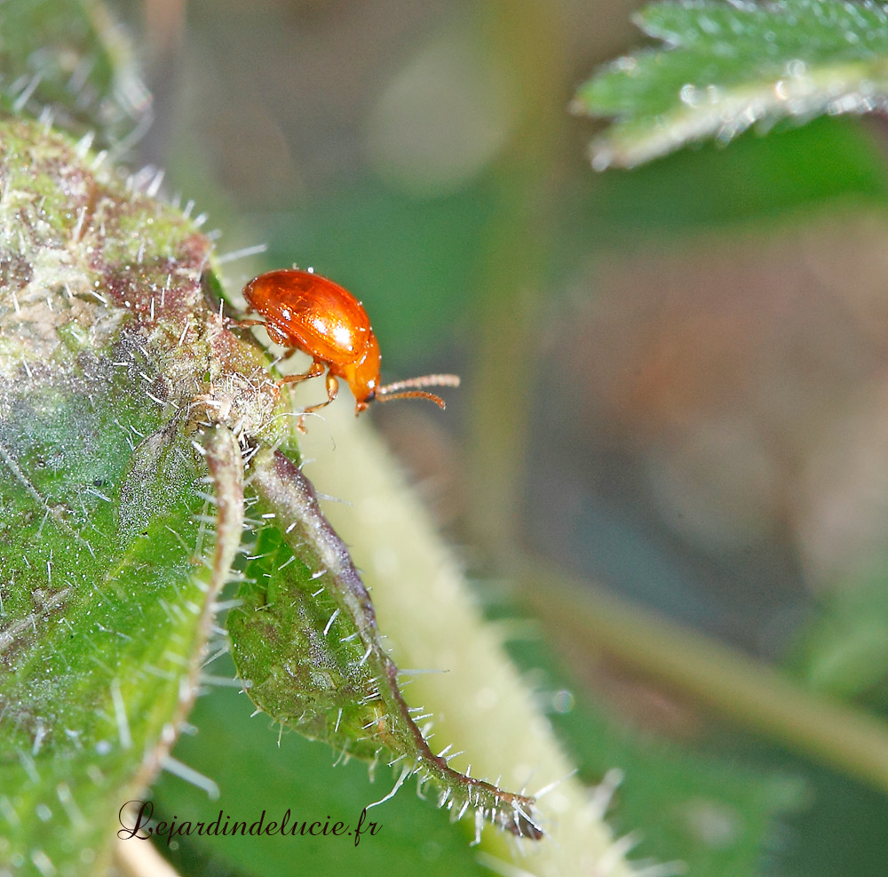 Sphaeroderma rubidum, Altise rouge, une altise bien rondouillarde