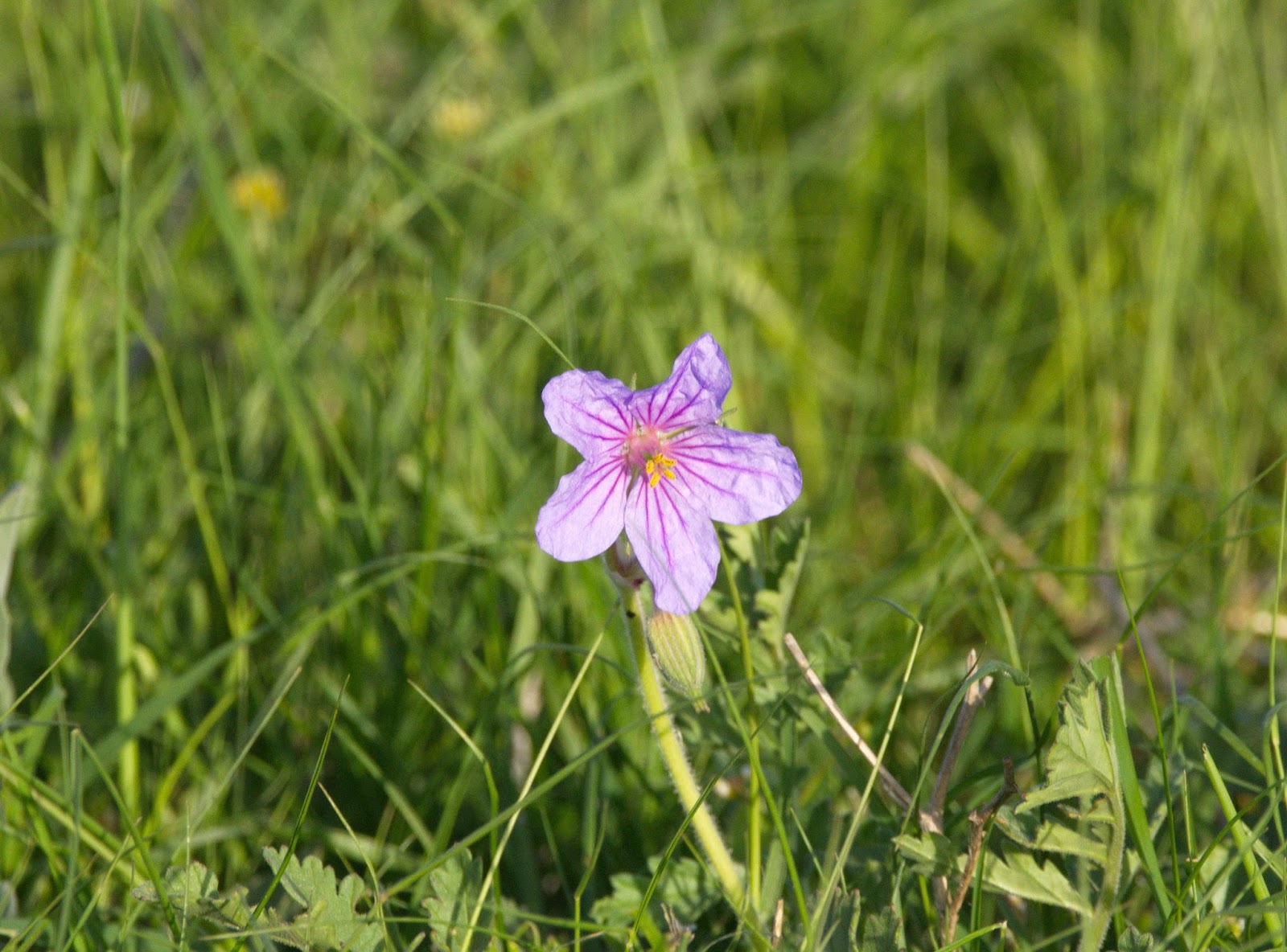Dominic's Field Photos: Har Amasa flowers