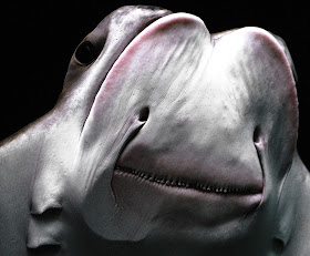Real Monstrosities: Cownose Ray