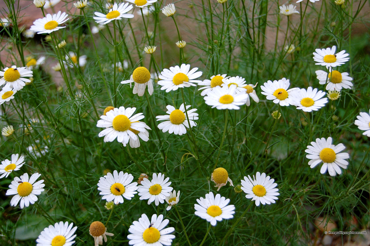 Sage Hill Botanicals Herb Company Chamomile Flowers