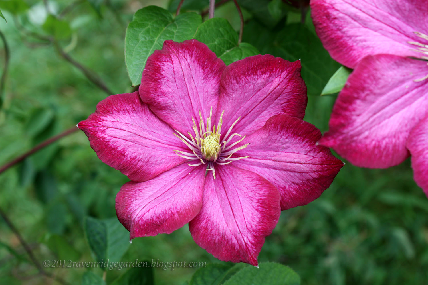 Raven Ridge Gardens: Deep Pink Bi-Color Clematis
