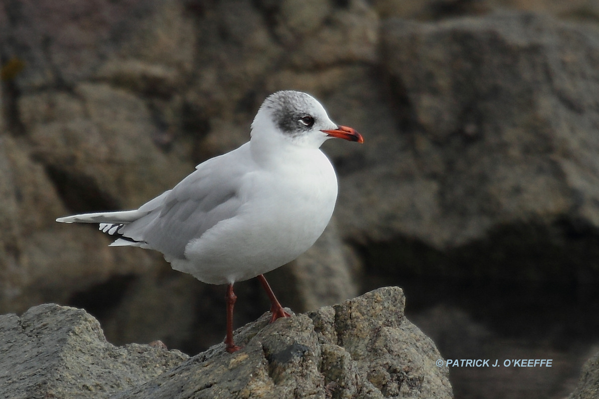 Raw Birds: MEDITERRANEAN GULL (Ichthyaetus melanocephalus) in 2nd ...