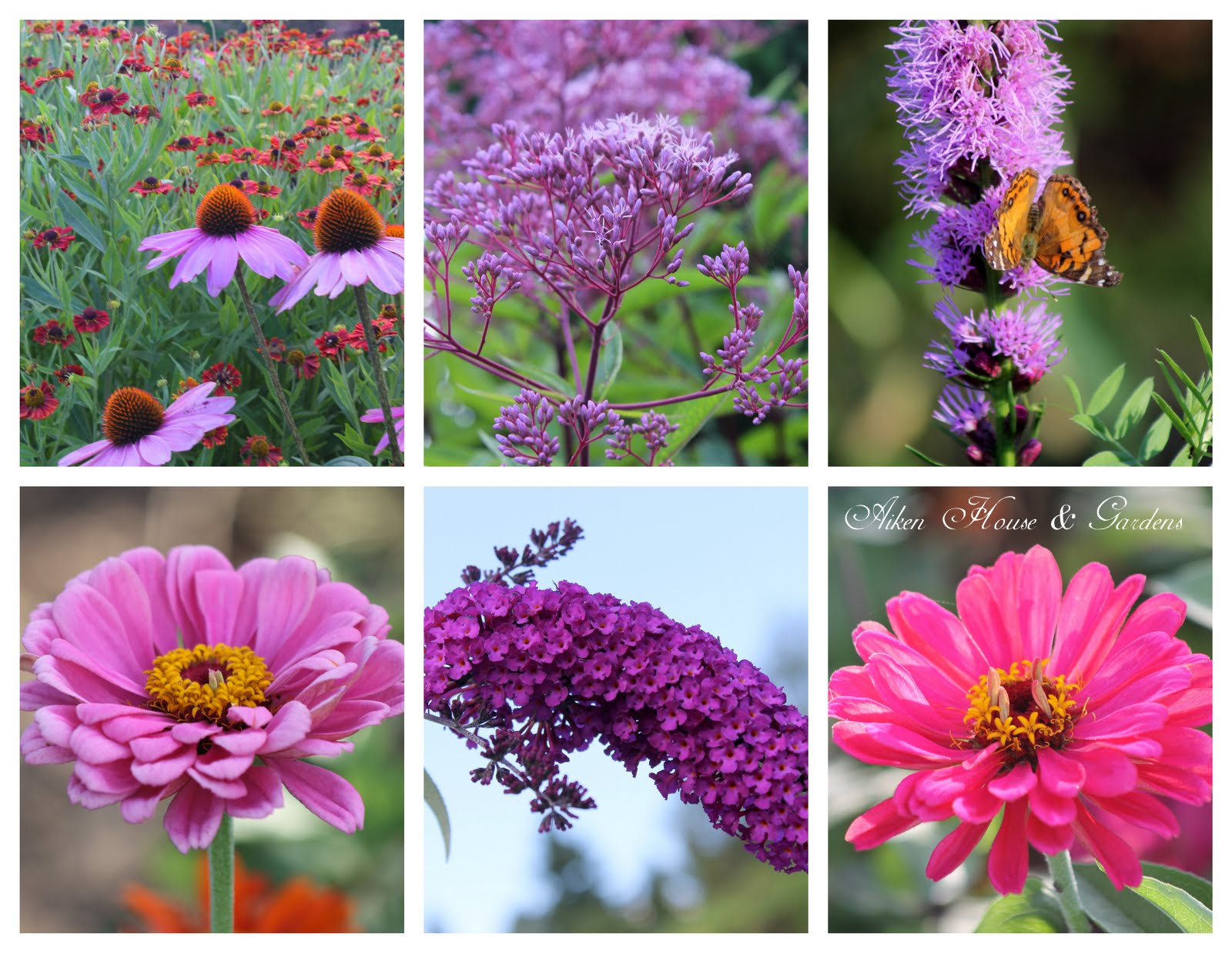 Aiken House & Gardens: Longing for Color