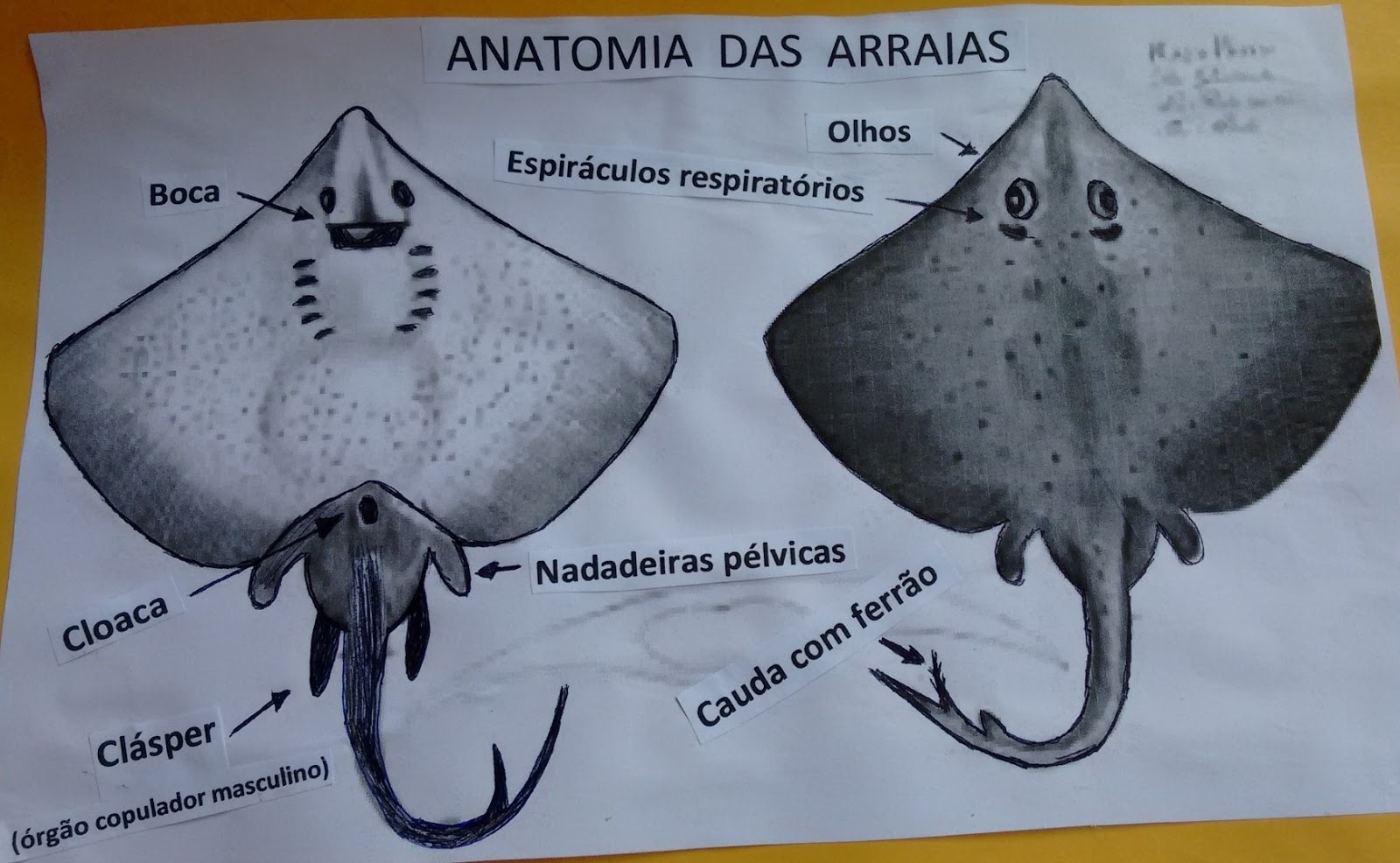RosaBio: Arraias (Peixes cartilaginosos)