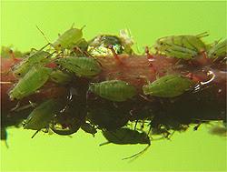 ARTE Y JARDINERÍA : Pulgones