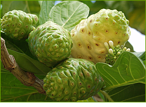 Benefits of Noni fruit