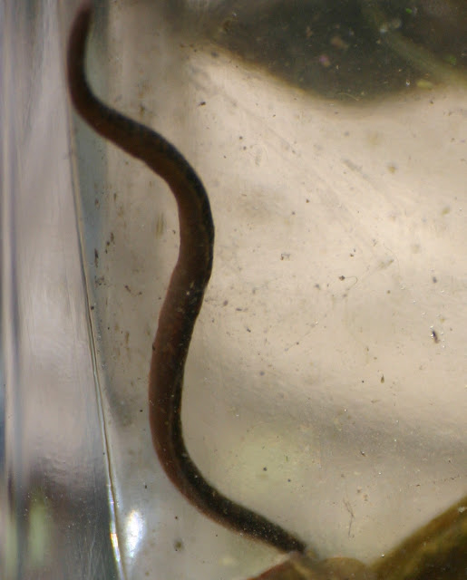 New shoots - biopic of a rebellious English garden...